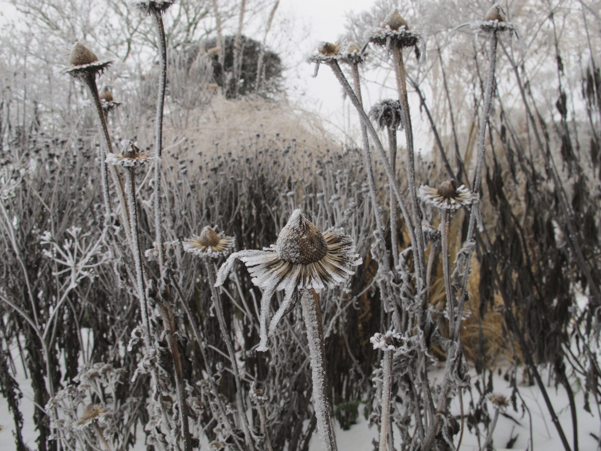 Gone to Seed: 2015 - The New Perennialist